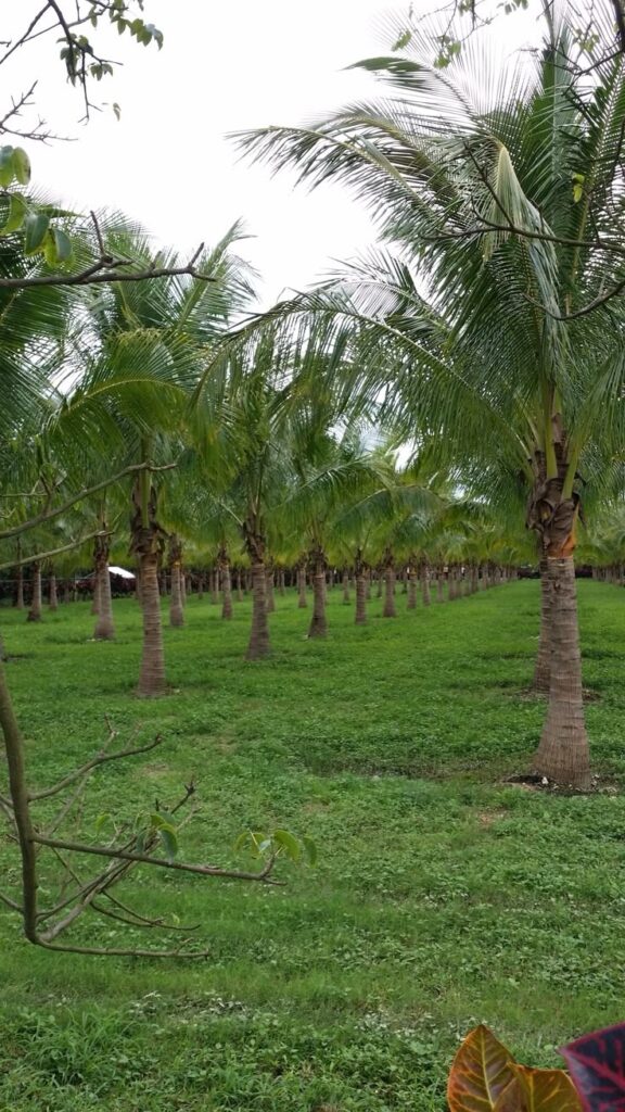 Tree Crop Spacing Explained Simply: Palm, Cashew, and Cocoa - Vantage ...